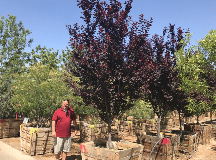 Top Cold-Hardy Trees and Plants for Your Yard