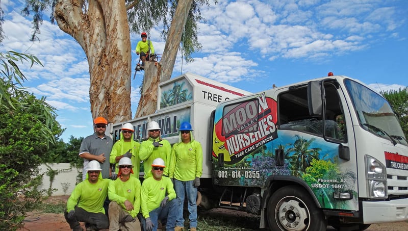5 Tree Maintenance Tips from Our Tree Care Service