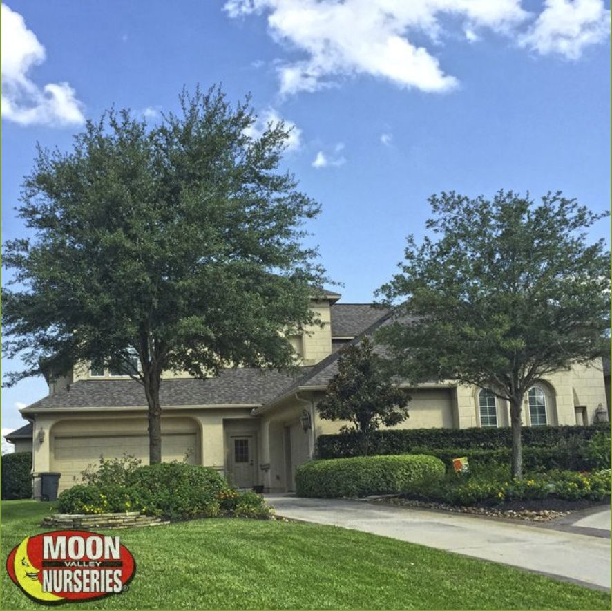 5 Evergreen Trees for Front Yard Privacy in Nevada