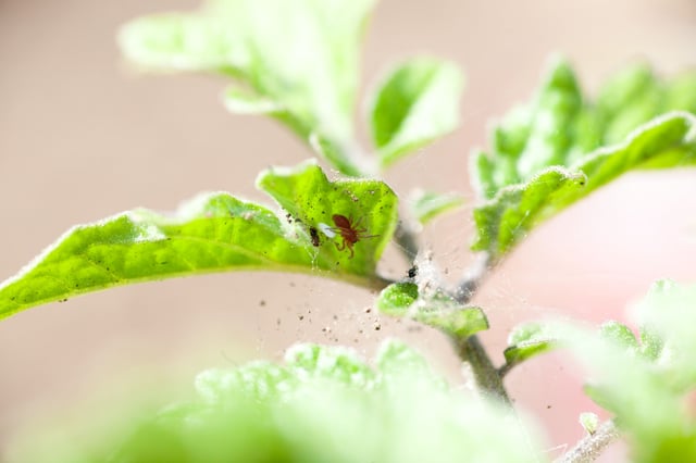 Common Spring Insects and How to Deal with Them