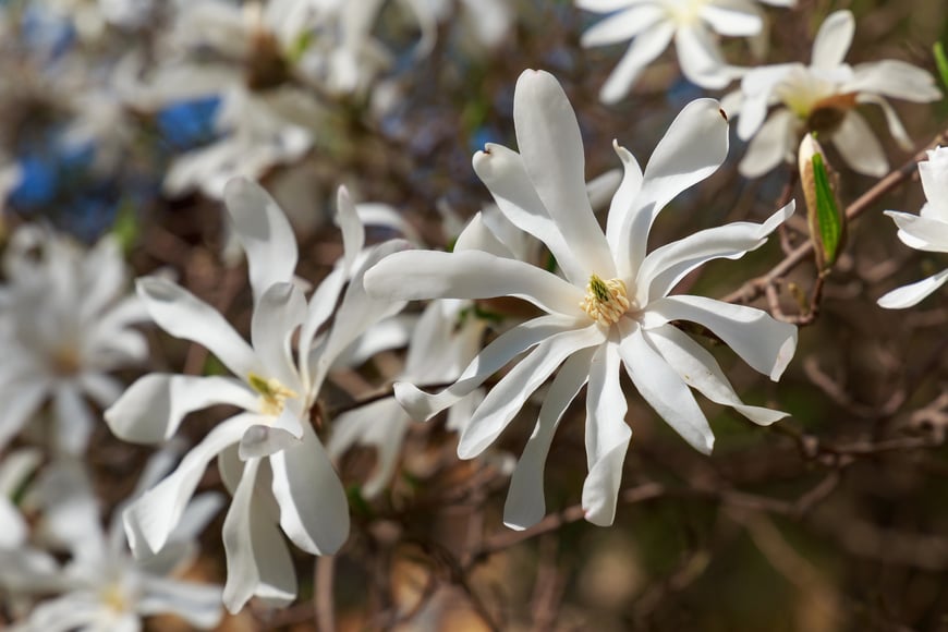 Magnolia Trees: 7 Elegant Magnolias for Any Texas Landscape