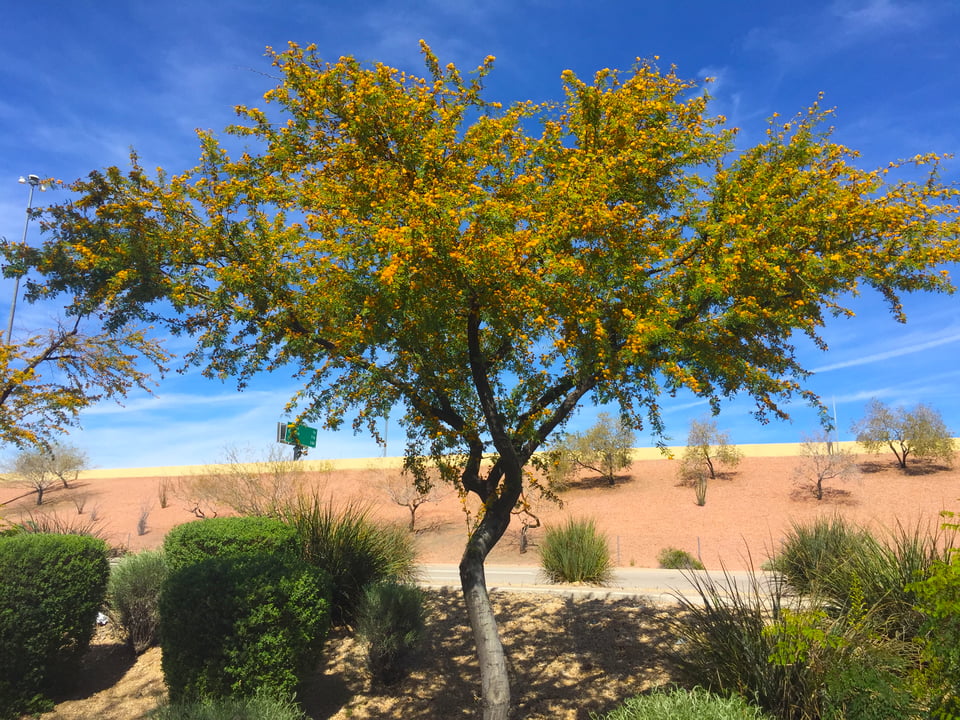 Get Your Yard Ready for Spring