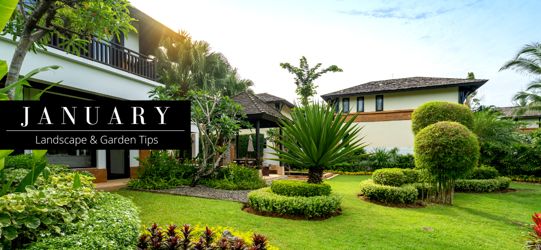 January Landscape and Garden Tips