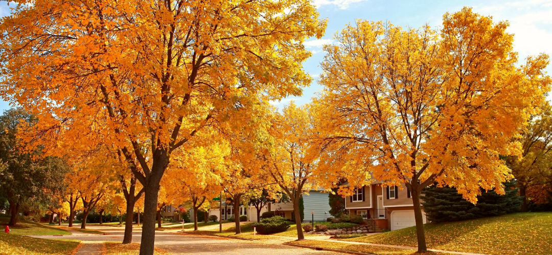 November Landscape and Garden Tips - Updated 2021