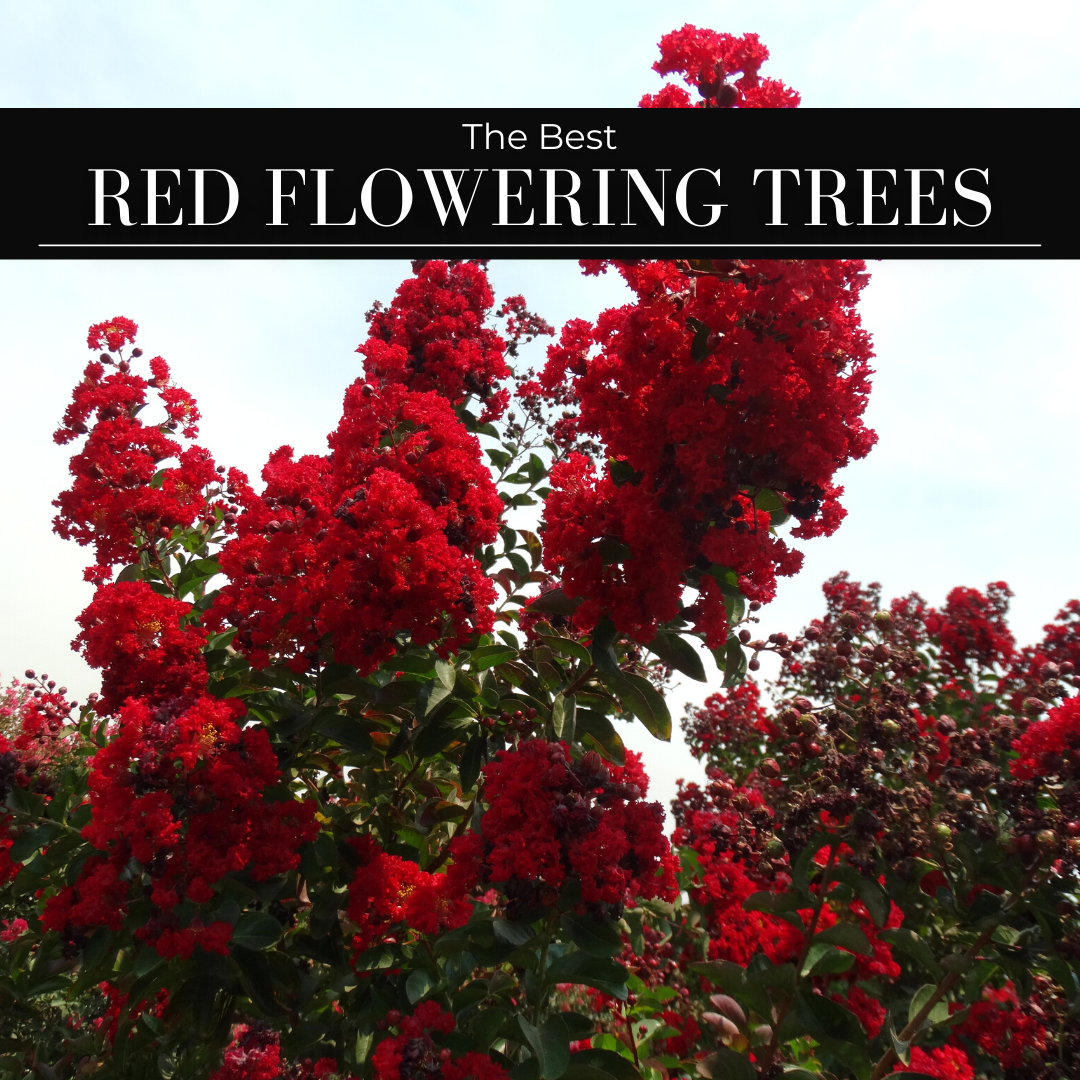 The Best Red Flowering Trees